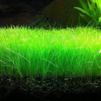 Aquarium Dwarf Grass Seeds to Grow Live Aquatic Plants (Eleocharis ...