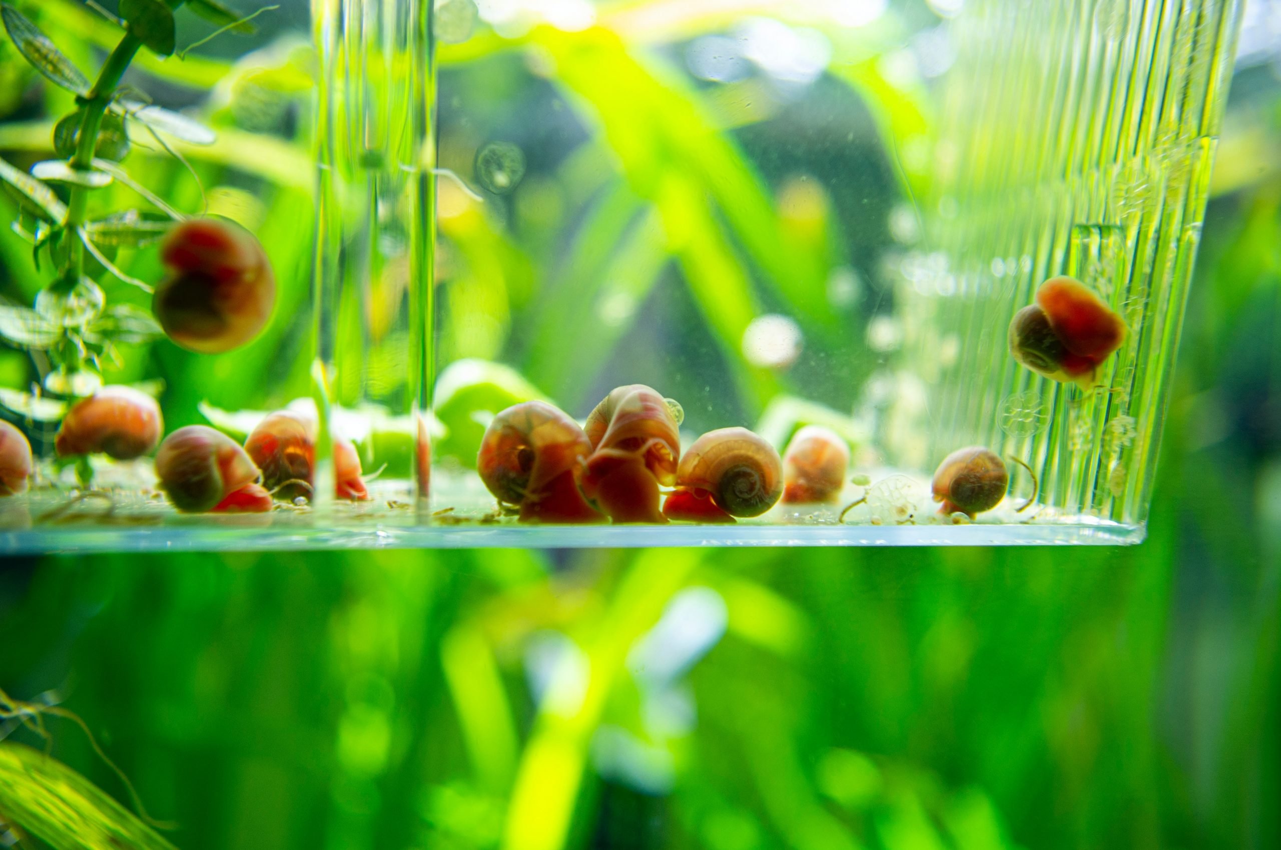 Ramshorn Snails: Freshwater Aquarium Care Guide - Pet Fish Plants