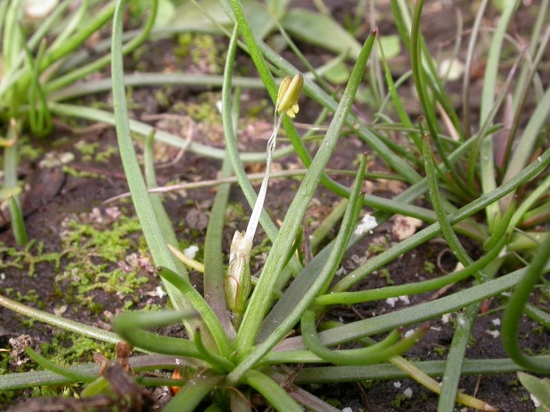 Littorella Uniflora - Pet Fish Plants