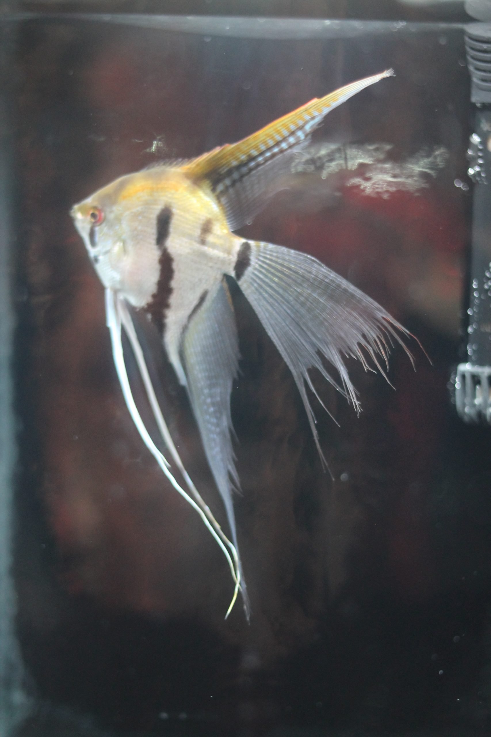 Are Angelfish Aggressive Toward Their Neighbors? - Pet Fish Plants