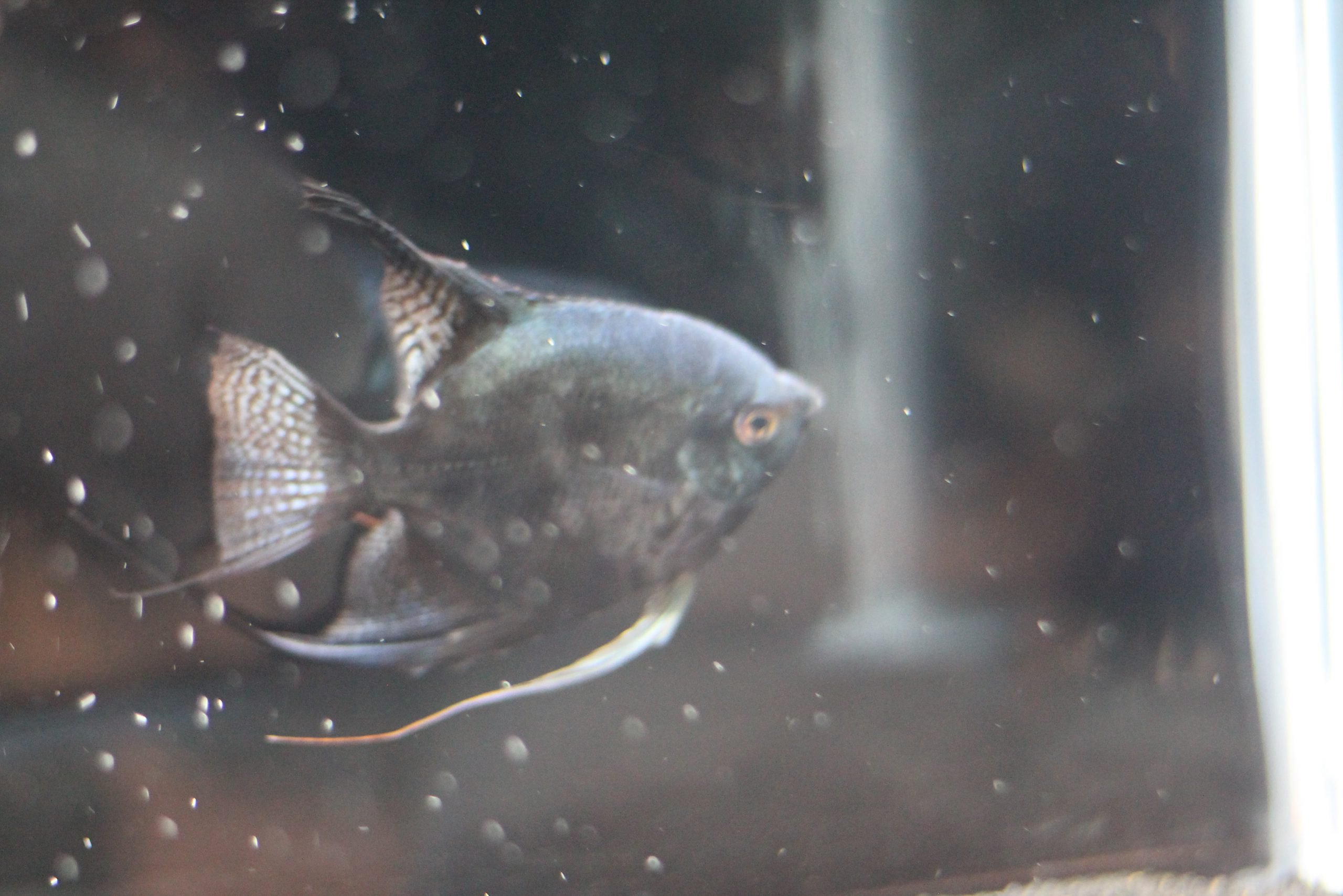 Are Angelfish Aggressive Toward Their Neighbors? - Pet Fish Plants