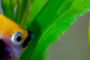 Angelfish Eggs & Fry - Complete Guide - Pet Fish Plants