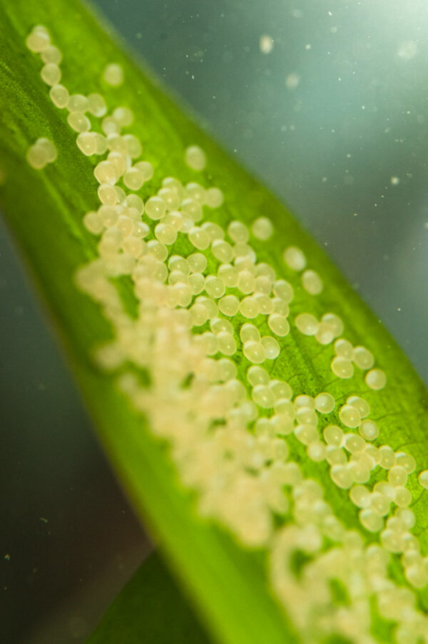 Angelfish Eggs & Fry - Complete Guide - Pet Fish Plants