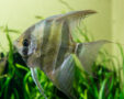 15 Types of Freshwater Angelfish (With Pictures) - Pet Fish Plants