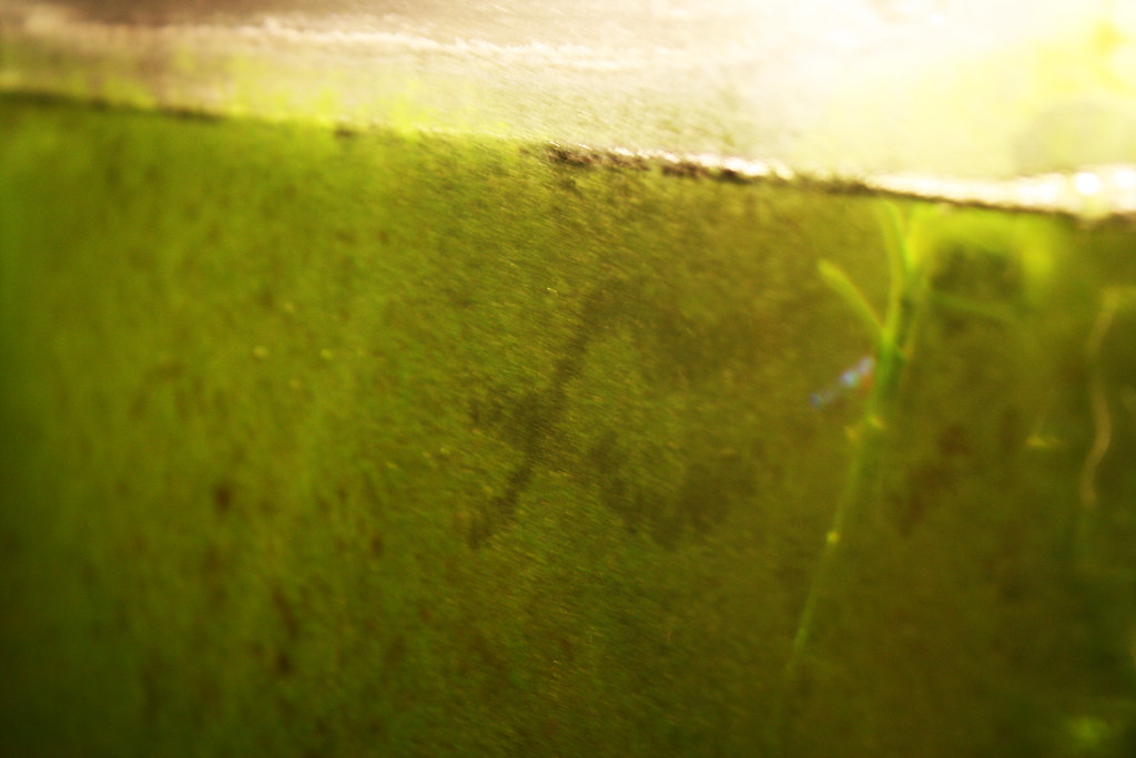 How to Get Rid of Algae in a Fish Tank - Pet Fish Plants