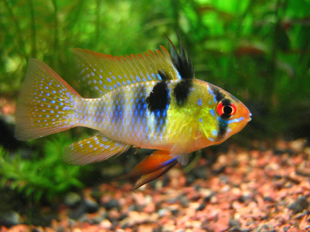 15 Most Beautiful Freshwater Fish in The World - Pet Fish Plants