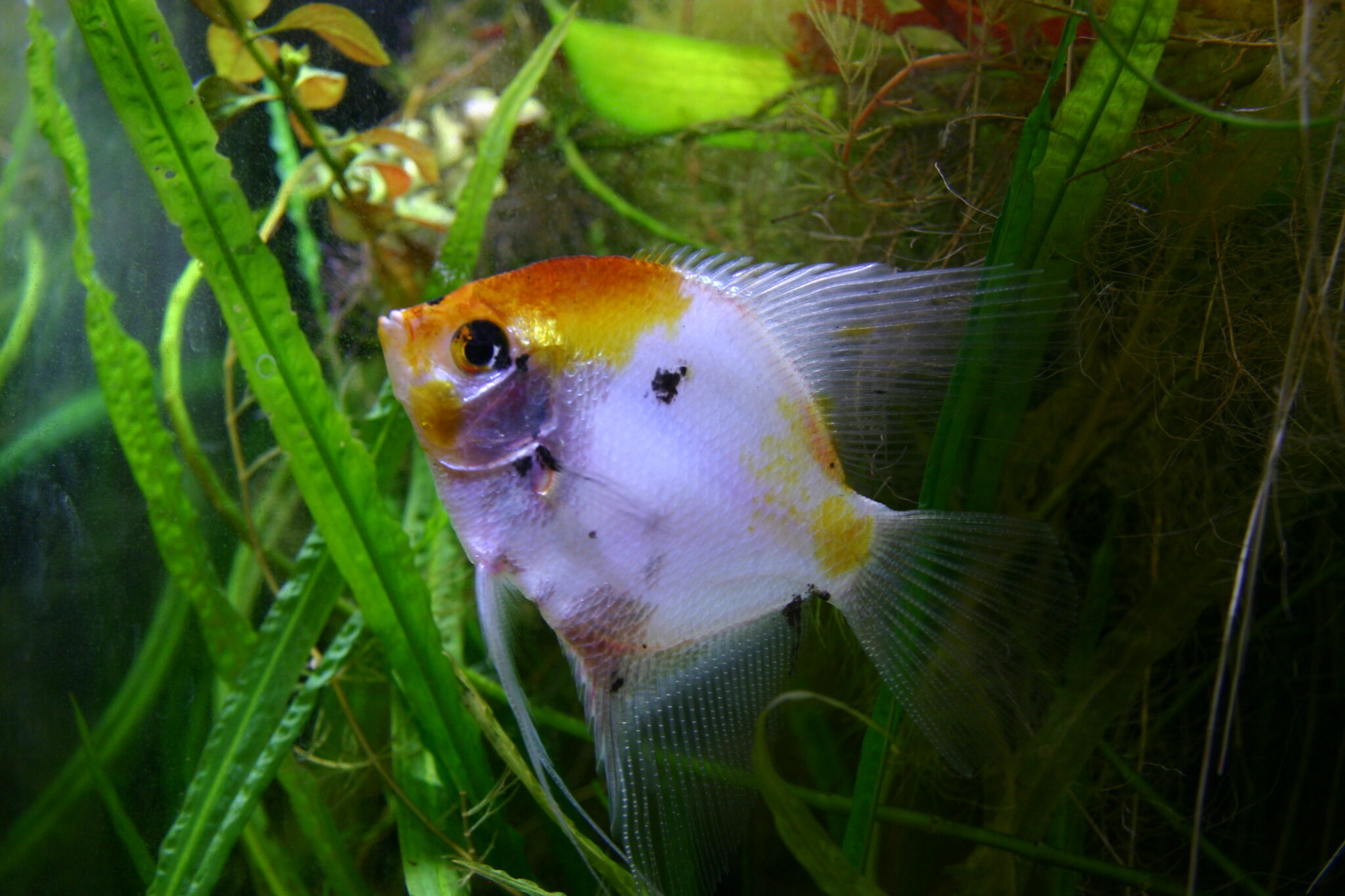 15 Types of Freshwater Angelfish (With Pictures) - Pet Fish Plants