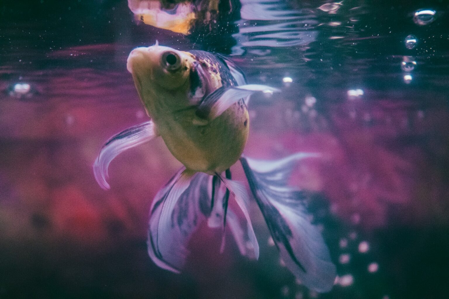15 Most Beautiful Freshwater Fish in The World - Pet Fish Plants